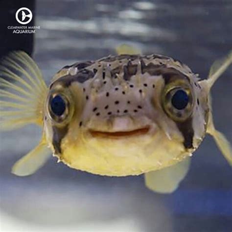 Puffer Fish Teeth