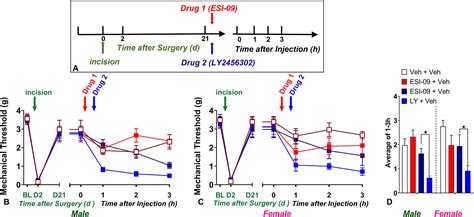 Sex Differences In Protein Kinase A Signaling Of The Latent