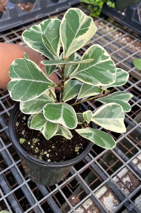 Variegated Ficus Triangularis Rare Variegated Triangularis Etsy