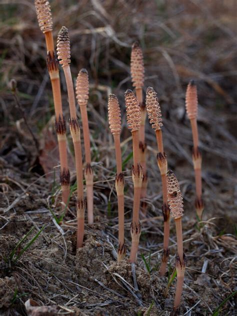 How I Deal With Horsetailmarestail Patient Gardener