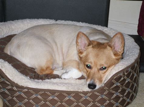 Shaved Corgi