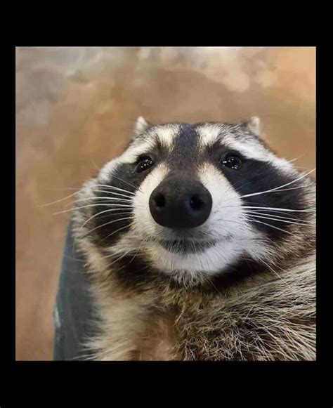 Animals I could beat in a fight Tier List (Community Rankings) - TierMaker