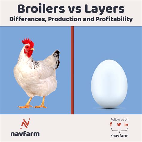 Broilers Vs Layers Differences Production And Profitability Navfarm Blog