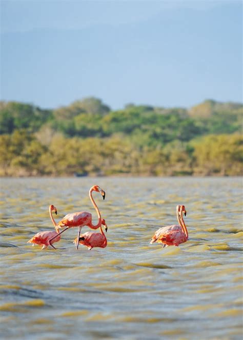 Santuario Fauna Y Flora Los Flamencos Cómo Llegar Y Más