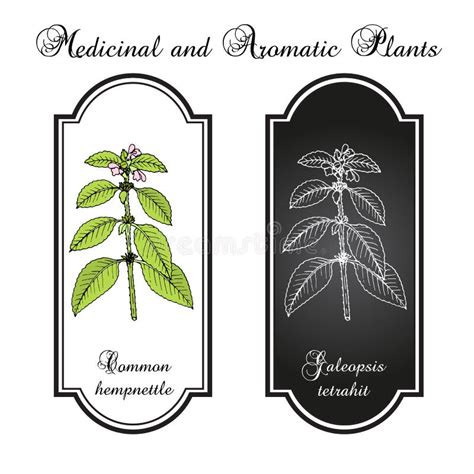 Hemp Plant Drawing Stock Illustrations 399 Hemp Plant Drawing Stock Illustrations Vectors