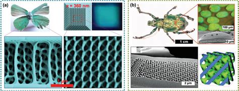 Natural Tpms Like Porous Structures A Wings Of A Butterfly Download Scientific Diagram