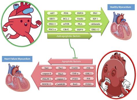 Exercise Induced Signaling Pathways To Counteracting Cardiac Apoptotic Processes Pmc