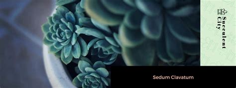 Sedum Kamtschaticum Succulent City