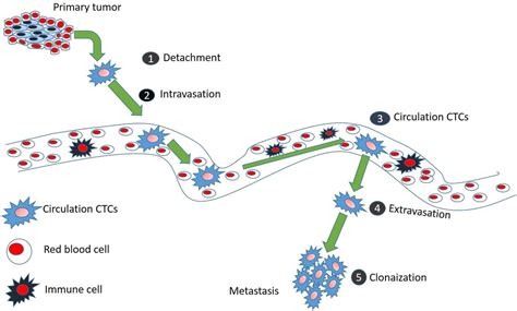 Clinical Significance Of Genomic Sequencing Of Circulating Tumour Cells Ctcs In Cancer The