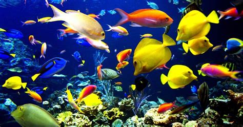 برنامج خلفيات للكمبيوتر