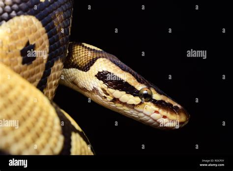 Ball Python Python Regius Stock Photo Alamy