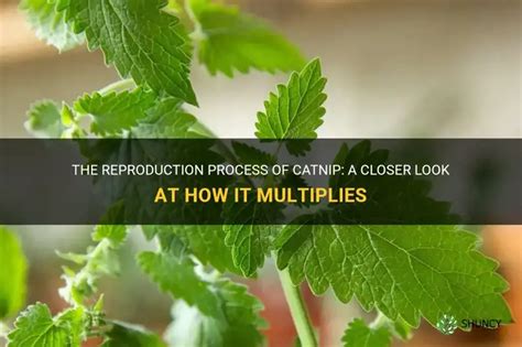 The Reproduction Process Of Catnip A Closer Look At How It Multiplies Shuncy