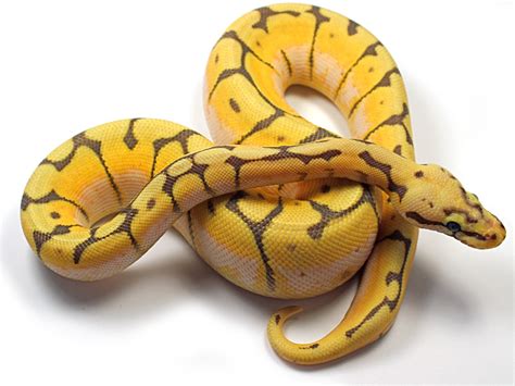 Morph List World Of Ball Pythons
