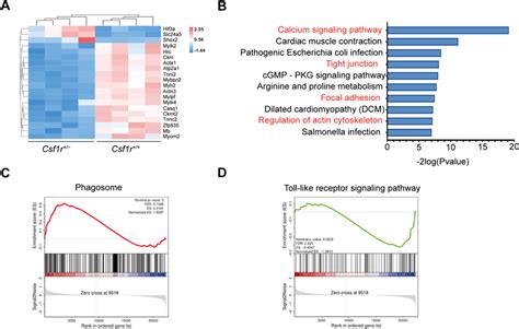 Transcriptomic Differences In Forebrain Samples Of Csf1r Or Csf1r −