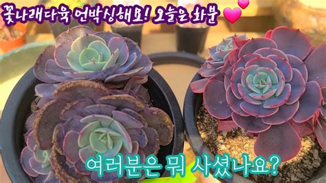 예쁜 다육이 모음 💕여러분은 뭘 선택하셨나요 꽃나래다육 언박싱해요 뮤즐리 상아스페셜이 너무 예뻐요 신상 화분도 몇 개 들였어요~ Youtube