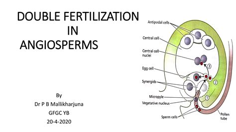 Double Fertilization In Angiosperms Pdf