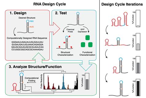 A New Paradigm For Rna Engineering Lucks Laboratory