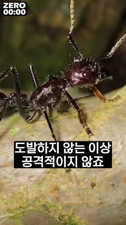 작지만 강력한 총알 개미의 위력 Youtube