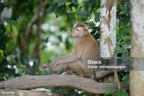 Monyet Duduk Di Cabang Pohon Foto Stok - Unduh Gambar Sekarang - Alam ...