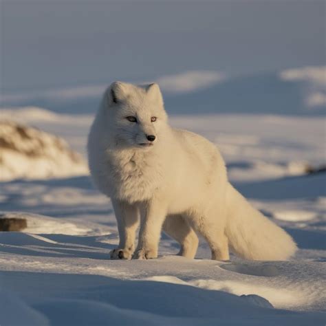 Arctic Fox Premium Ai Generated Image