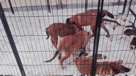 Les Bb Chien Youtube