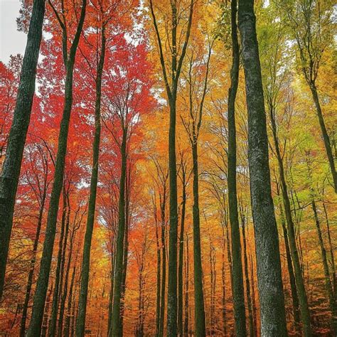 A Forest With A Red Tree With The Word Quot Fall Quot On It Premium AI Generated Image