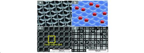 The Scheme And Image Results Of The Microstructure Arrays And The