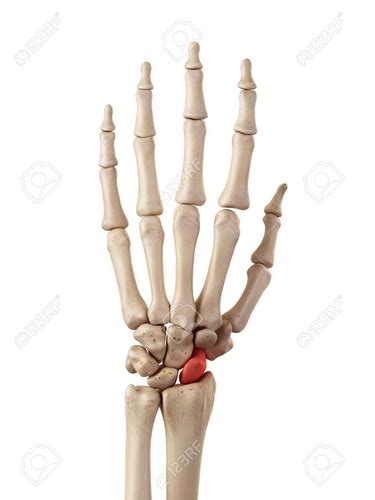 Carpals Metacarpals Phalanges Hand Unlabeled Flashcards Quizlet