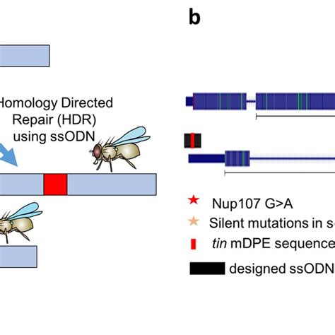 Sequences For Ssodn Design Pam Is Underlined Grna Dsb Site Is Download Scientific Diagram