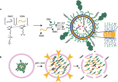 A Modular Rna Delivery System Comprising Spherical Nucleic Acids Built