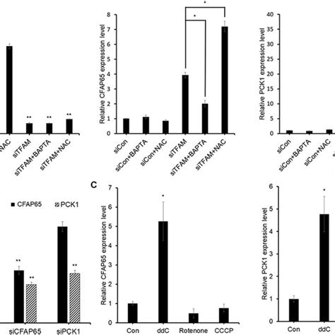 Tfam Pathway Of Mtdna Ca 2 Signal Cfap65 Pck1 Axis Responsible For The