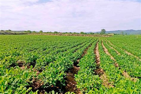 ပွင့်ဖြူမြို့နယ်၌ ယခုနှစ် မိုးရာသီနှံစိုက်ပျိုးရာသီတွင် ဆီထွက်သီးနှံစုံ