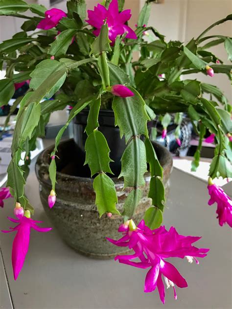 How Do You Make A Template To Auto Fill Vmware Url Value Rzabbix