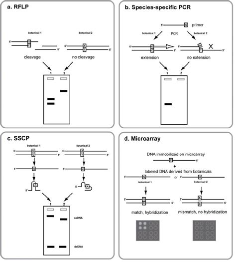 Molecular Approaches For Detecting Dna Polymorphisms A Restriction Download Scientific