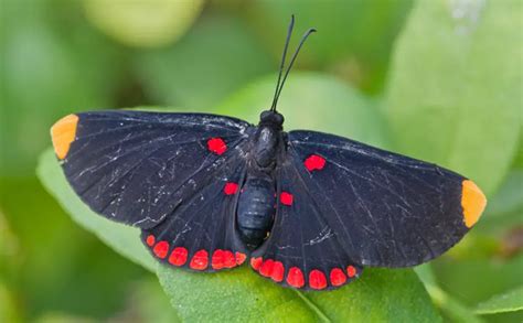 38 Red And Black Butterfly Species Pictures And Identification