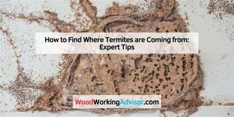 Black Wingless Termites Identification Prevention And Control