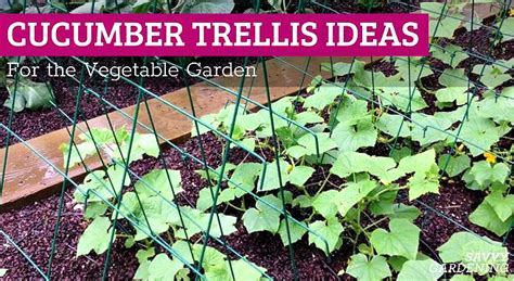 Training Cucumber Vines