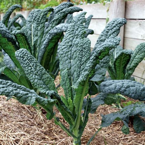 Kale Tuscan Cavolo Nero The Diggers Club