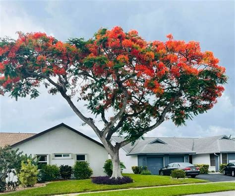 It Is June And Our Royal Poinciana Is Showing Out Again Cloudy Afternoon But Those Flowers Are