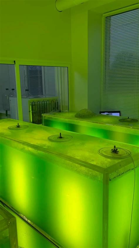 Results Of The Second Experiment On Cultivating Chlorella In Salt Water