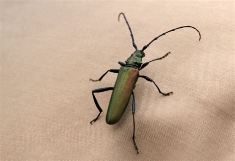 What Sounds Do Beetles Make