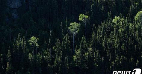 포토 지구의 두 번째 허파 캐나다 북방림