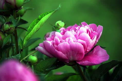 꽃 모란 분홍색 핑크 Pixabay의 무료 사진 Pixabay