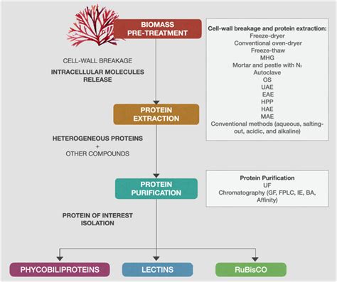 Different Red Macroalgae Protein Extraction And Purification Download Scientific Diagram