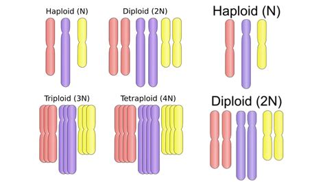 Monocytes Definition Structure Types Functions Biology Notes Online