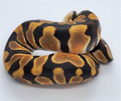 Enchi Orange Dream Het Orange Ghost Ball Python By Firststrikesnakes
