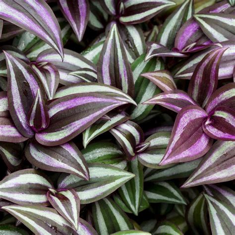 Wandering Jew Plant (Tradescantia Zebrina) Care - The Contented Plant