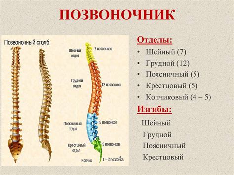 Опорно двигательная система Скелет головы и туловища презентация онлайн