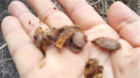 어디서도 볼수없는 귀한것을 만났어요 ㆍ그것도엄청난 Youtube