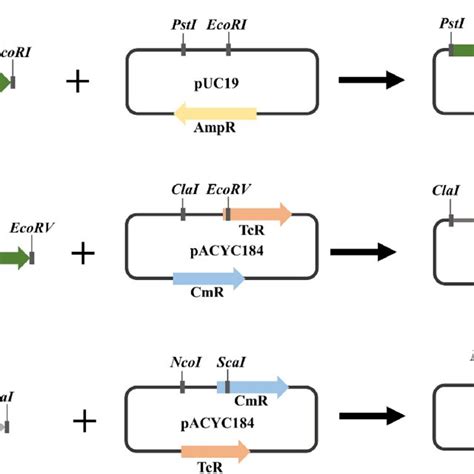 A Schematic Diagram Of Recombinant Plasmid Pucinti1 B Schematic Download Scientific